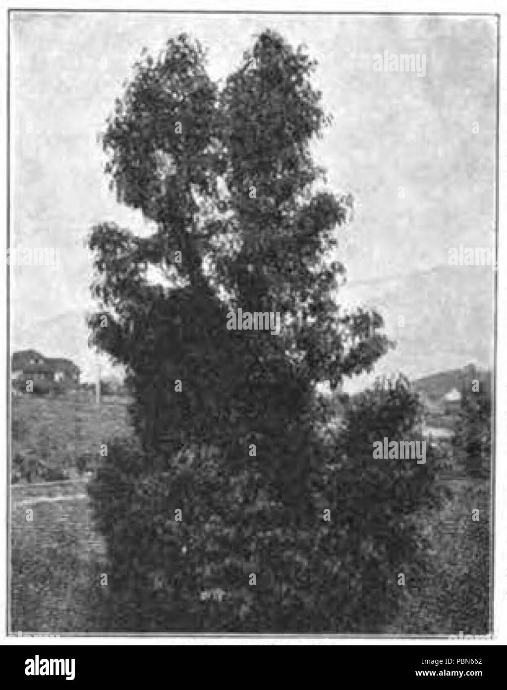 Camphor camphor Black and White Stock Photos & Images - Alamy