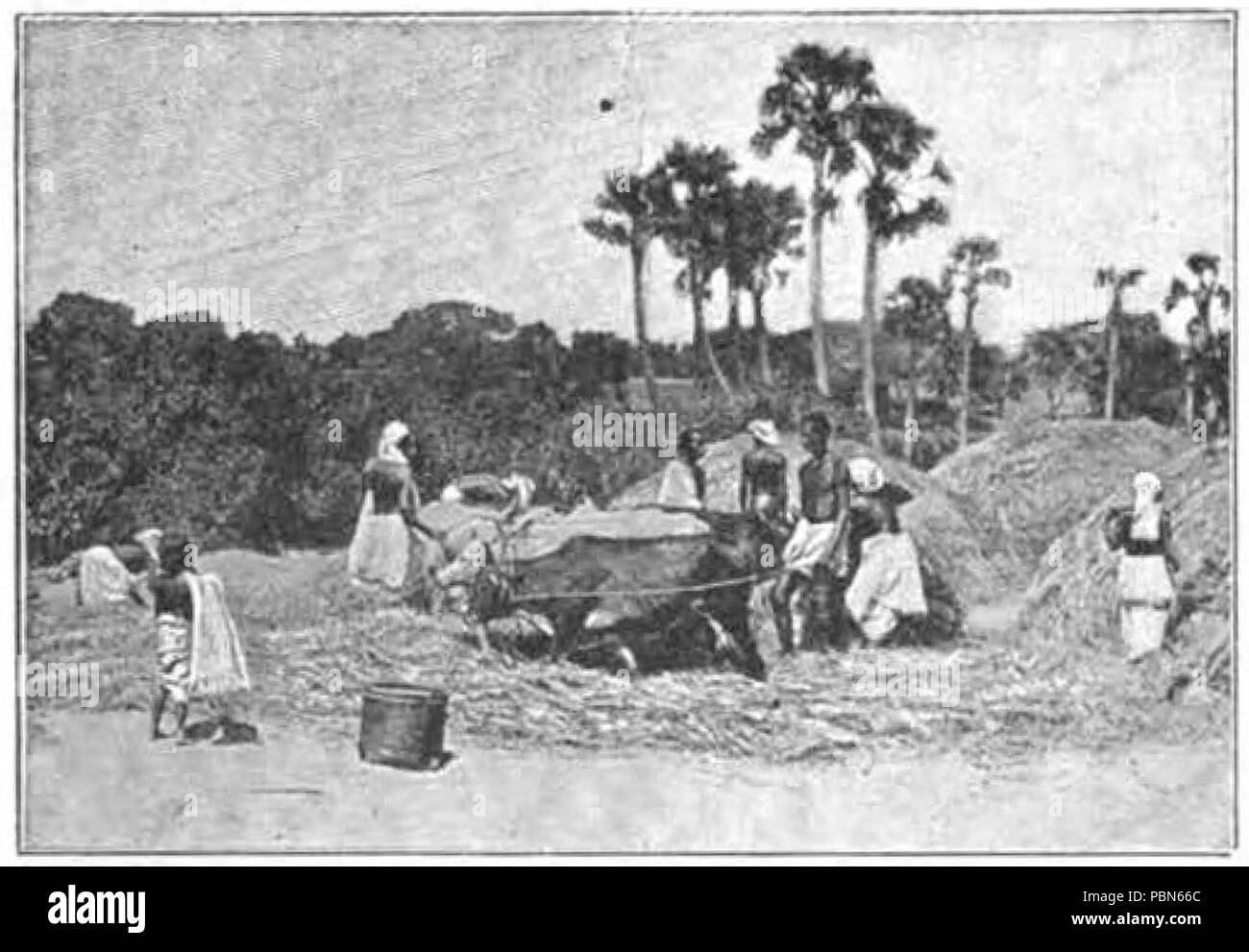 Wheat distribution Black and White Stock Photos & Images - Alamy
