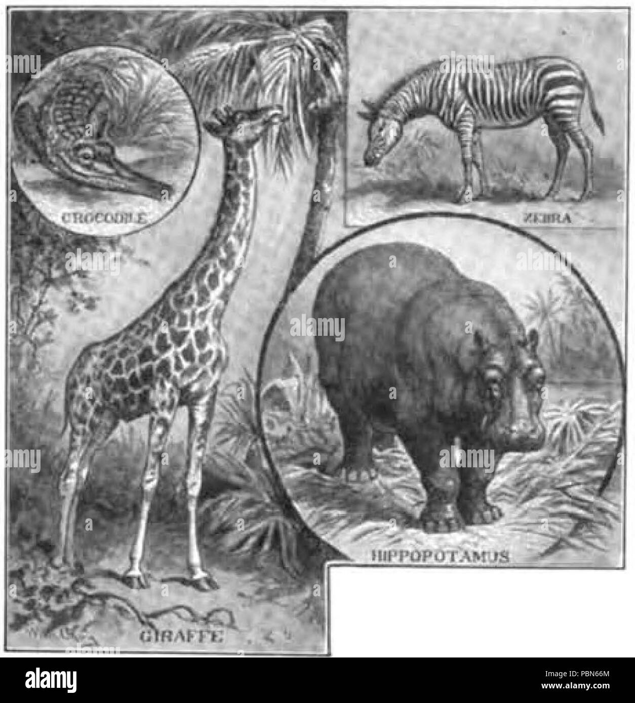 African savanna ecosystem Black and White Stock Photos & Images - Alamy