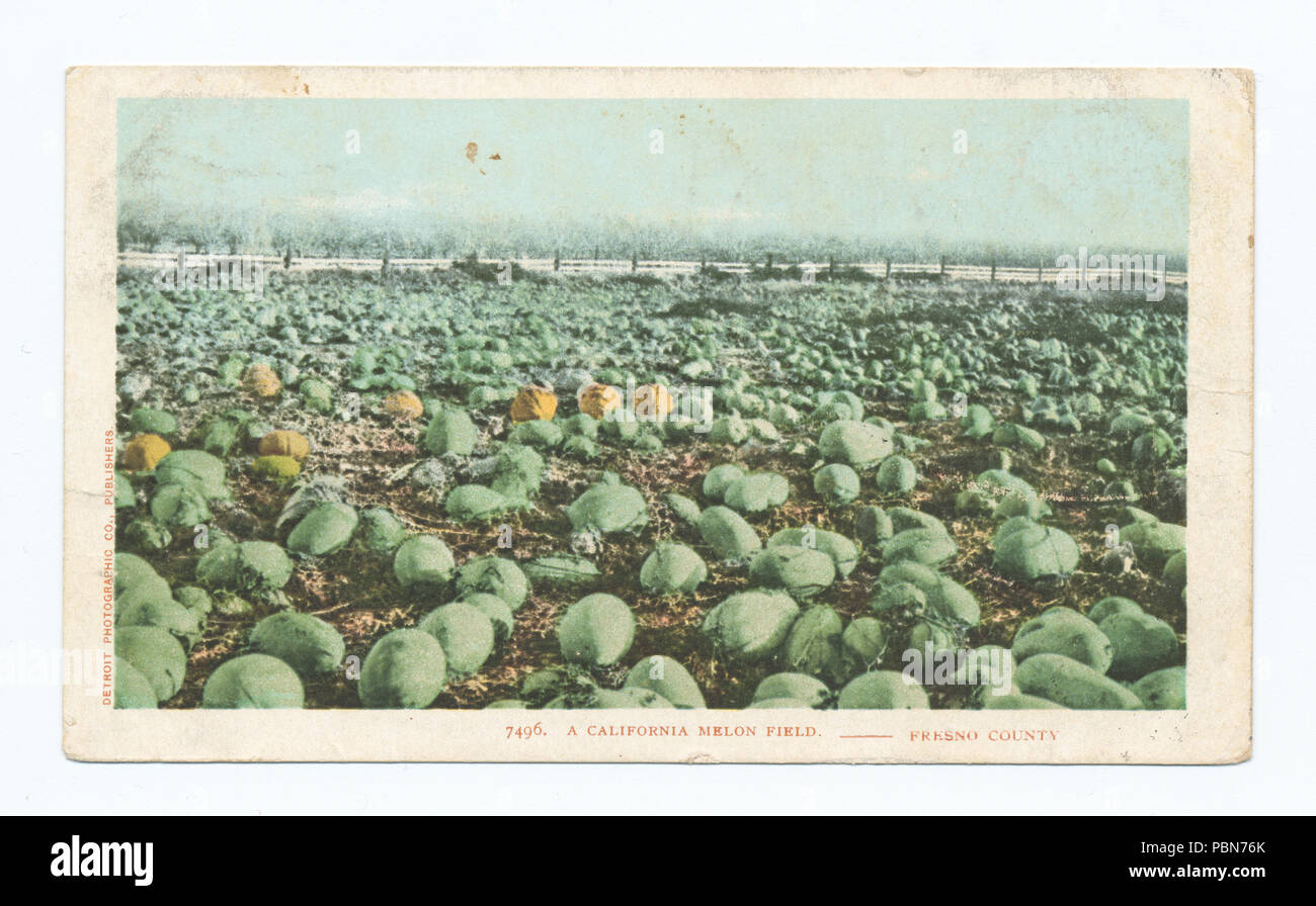 Melon field hi-res stock photography and images - Alamy