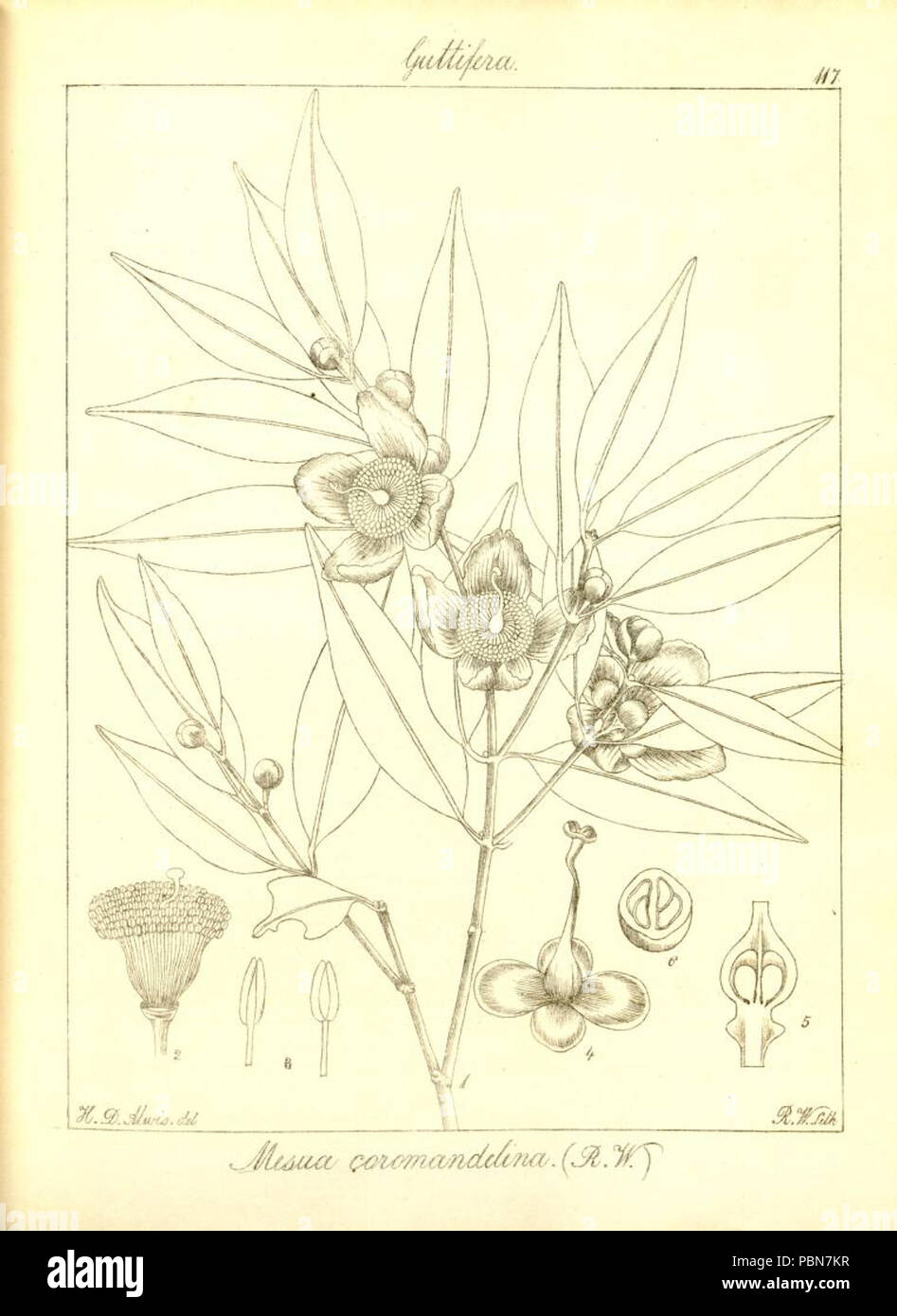 Mesua High Resolution Stock Photography and Images - Alamy