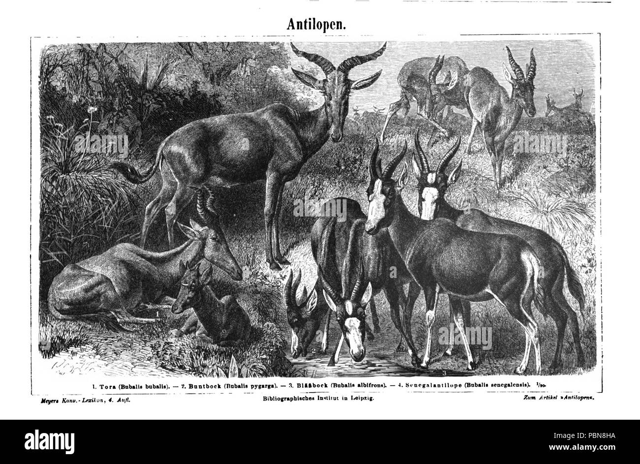 Bildtafel Black and White Stock Photos & Images - Alamy