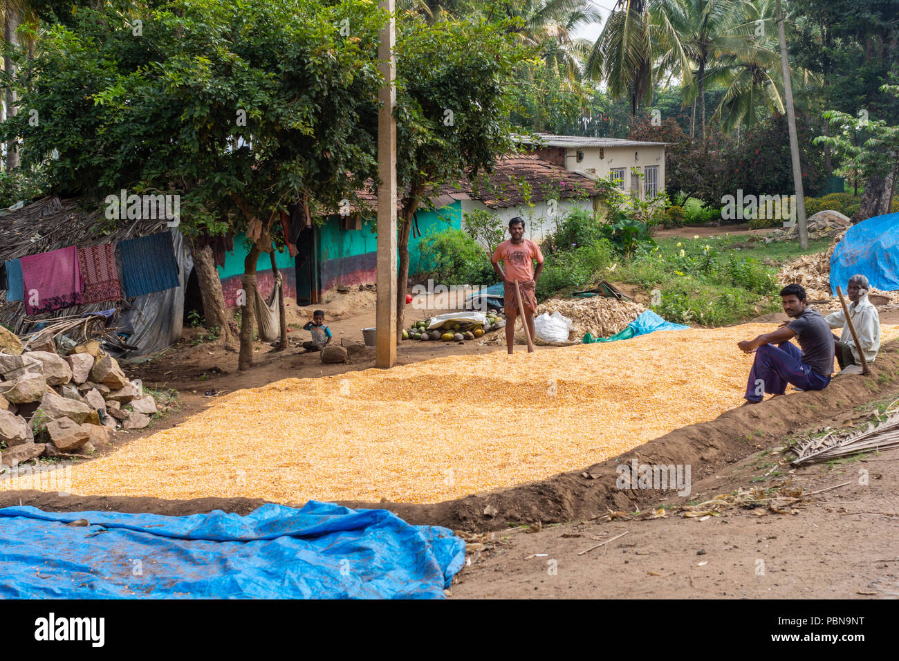 Drying kernel hi-res stock photography and images - Alamy