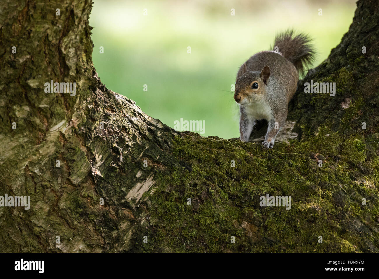 Young grey squirrel isolated hi-res stock photography and images - Alamy