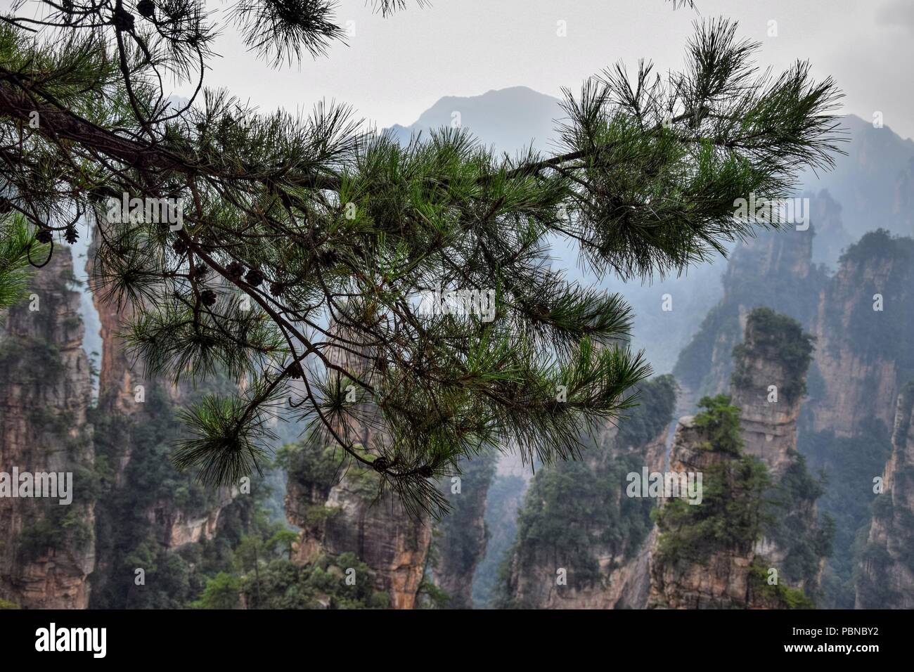 Zhangjiajie the „Avatar“ mountain in Hunan province in China hidden in ...