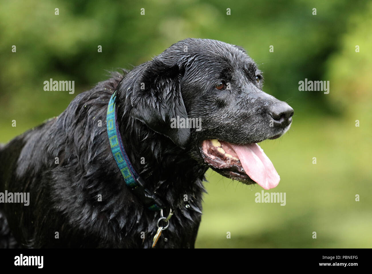 Black lab panting hi-res stock photography and images - Alamy