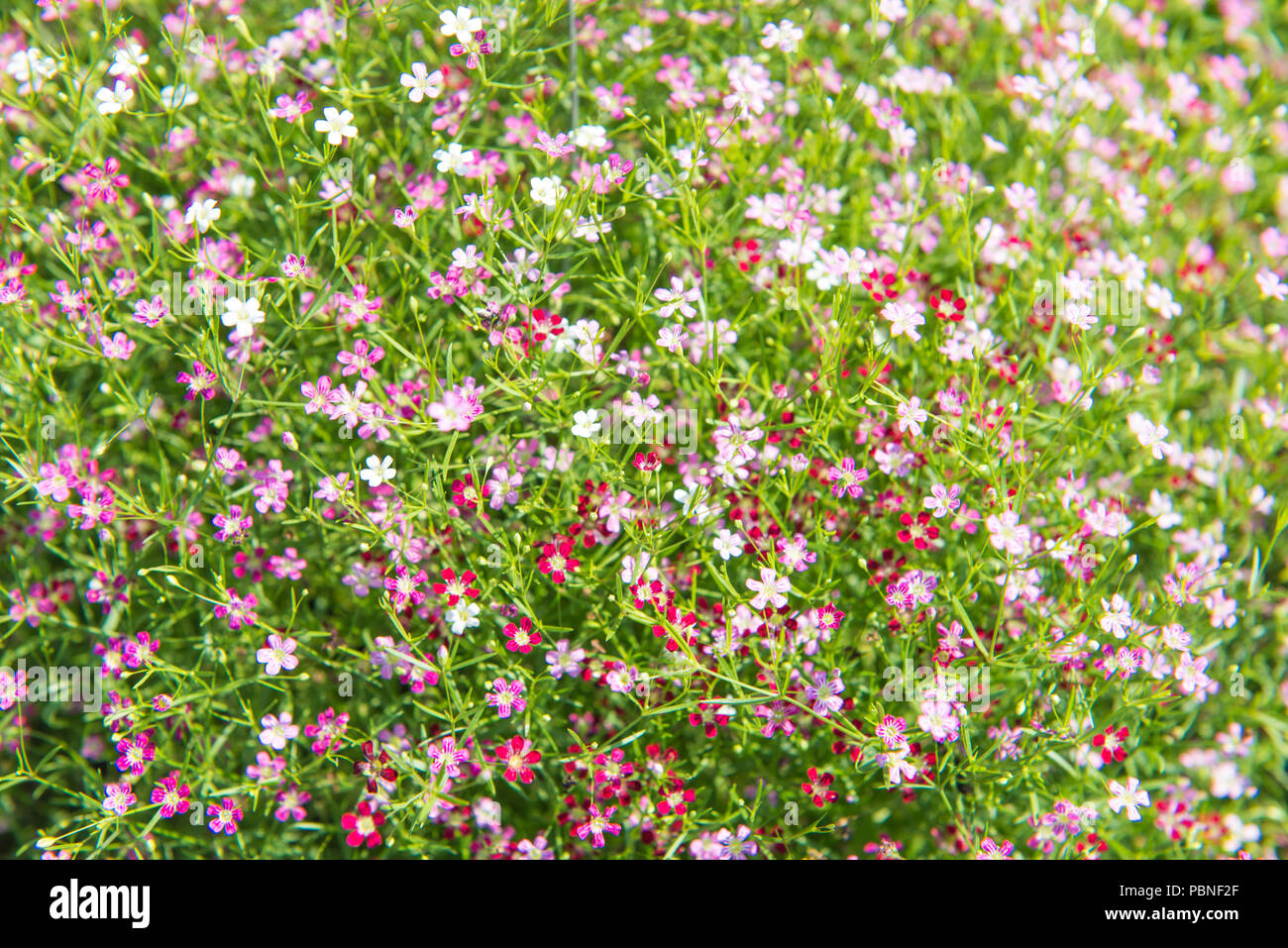 Gypsophila gypsy flowers hi-res stock photography and images - Alamy