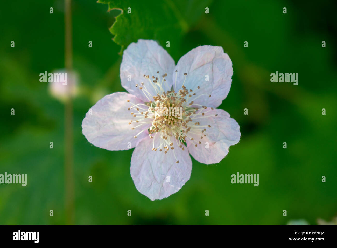 Hirsute raspberry hi-res stock photography and images - Alamy