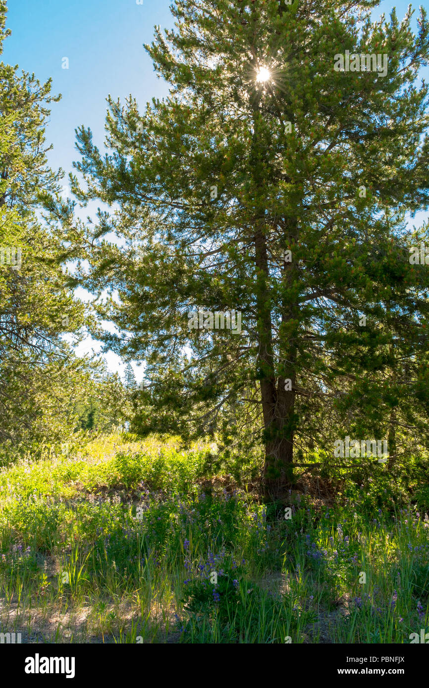 Tall green pine trees stand hi-res stock photography and images - Alamy