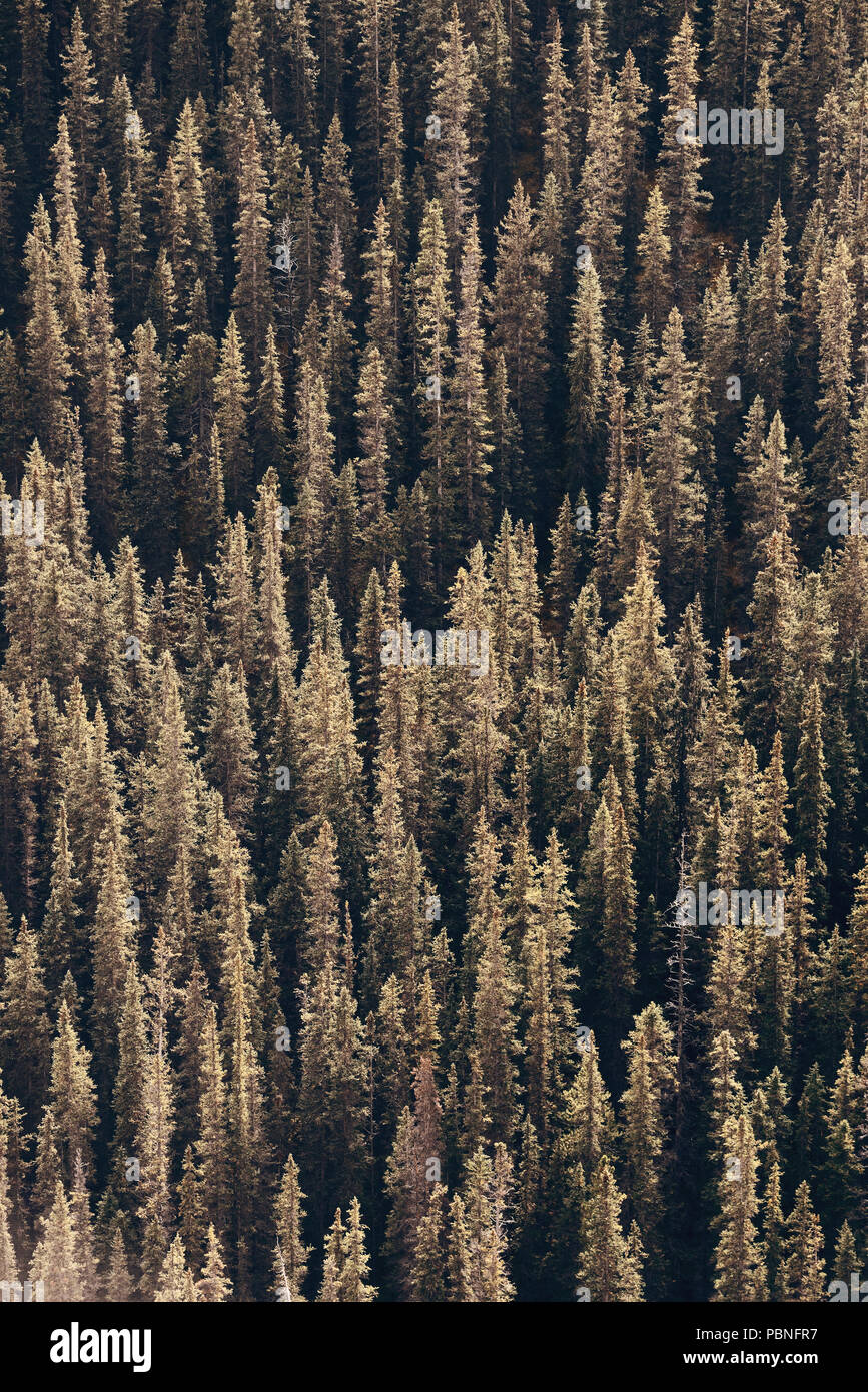 Forest abstract background in Banff National Park, Canada Stock Photo ...