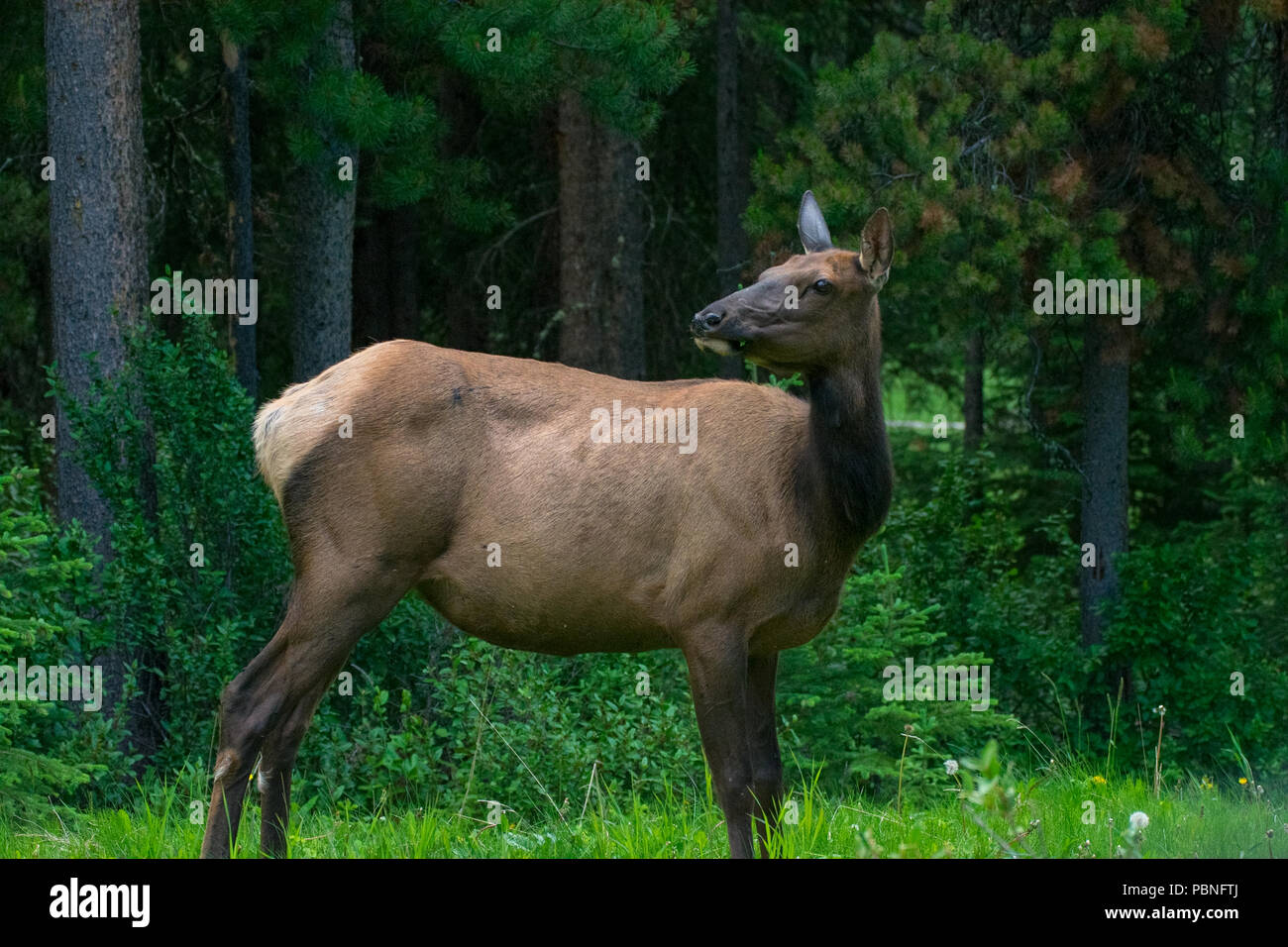 Female elk in banff alberta hi-res stock photography and images - Alamy