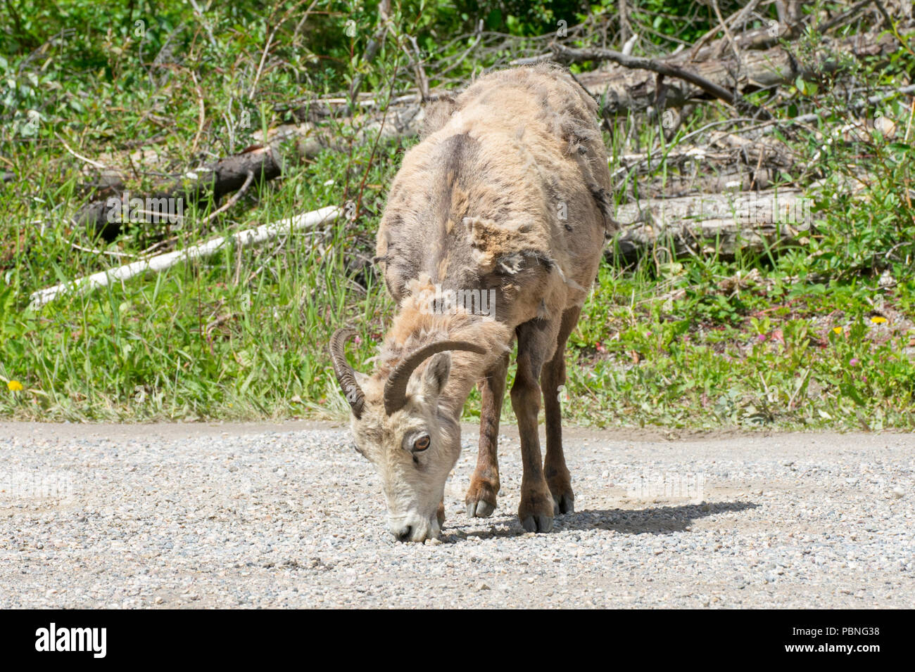 Sheep in Jasper National Park, Canada Stock Photo - Alamy