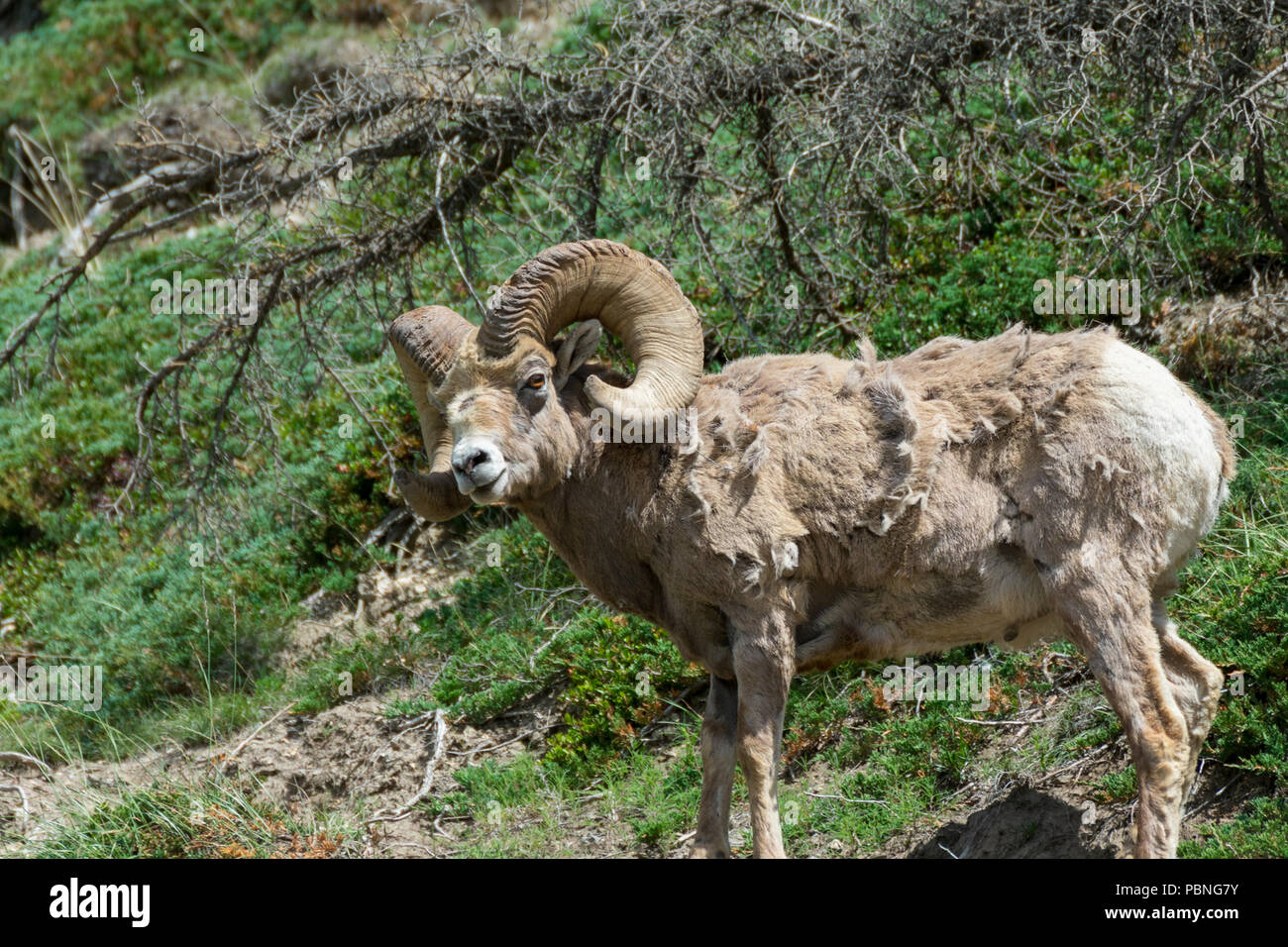 Bighorn Sheep Ram in Jasper National Park, Alberta, Canada Stock Photo ...