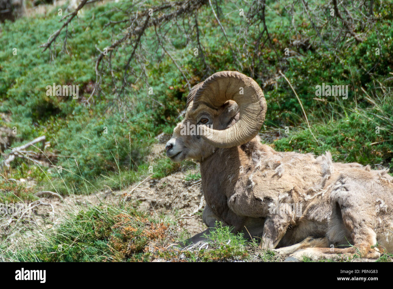 Bighorn Sheep Ram in Jasper National Park, Alberta, Canada Stock Photo ...