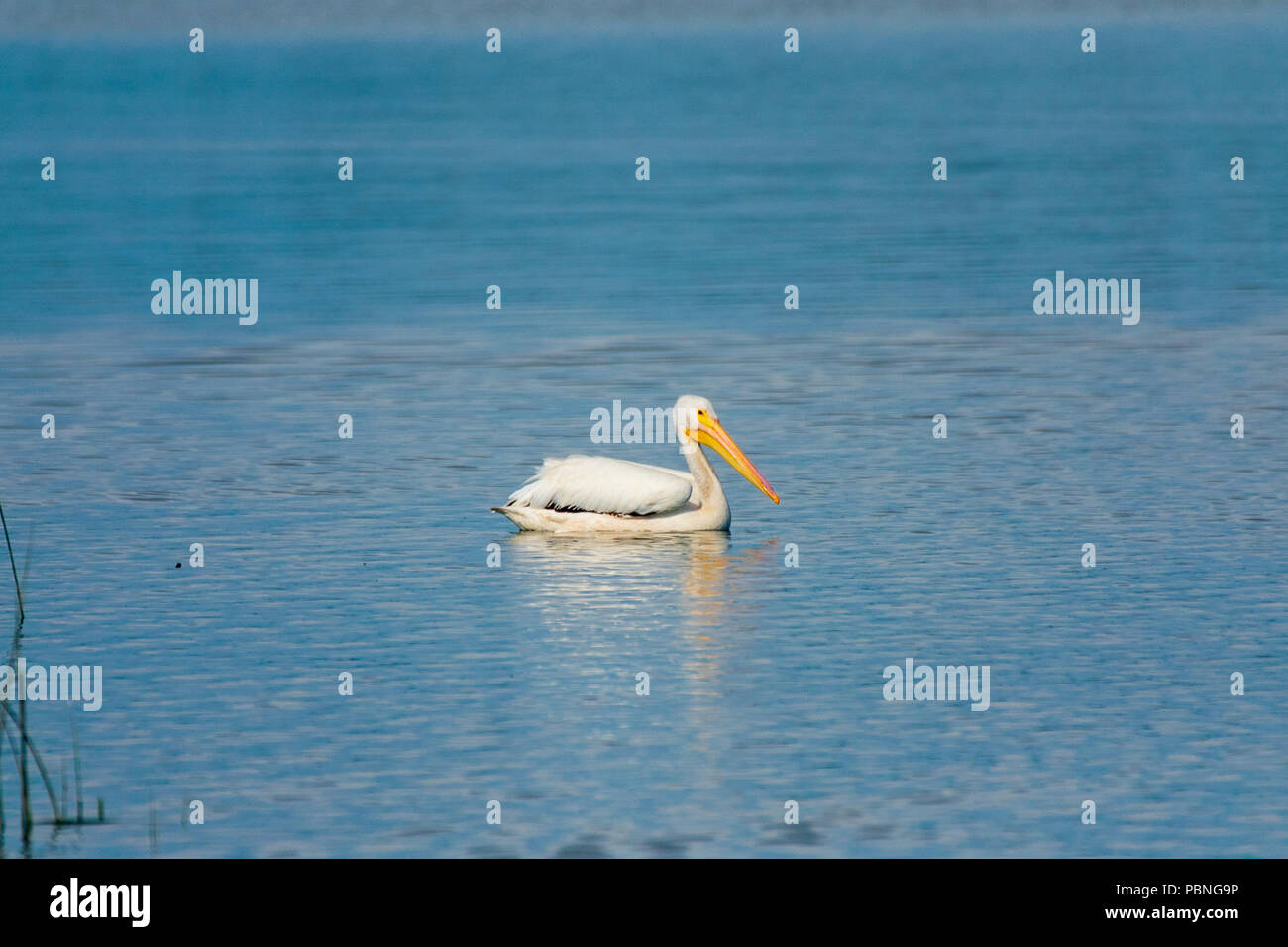 Elk swimming hi-res stock photography and images - Alamy
