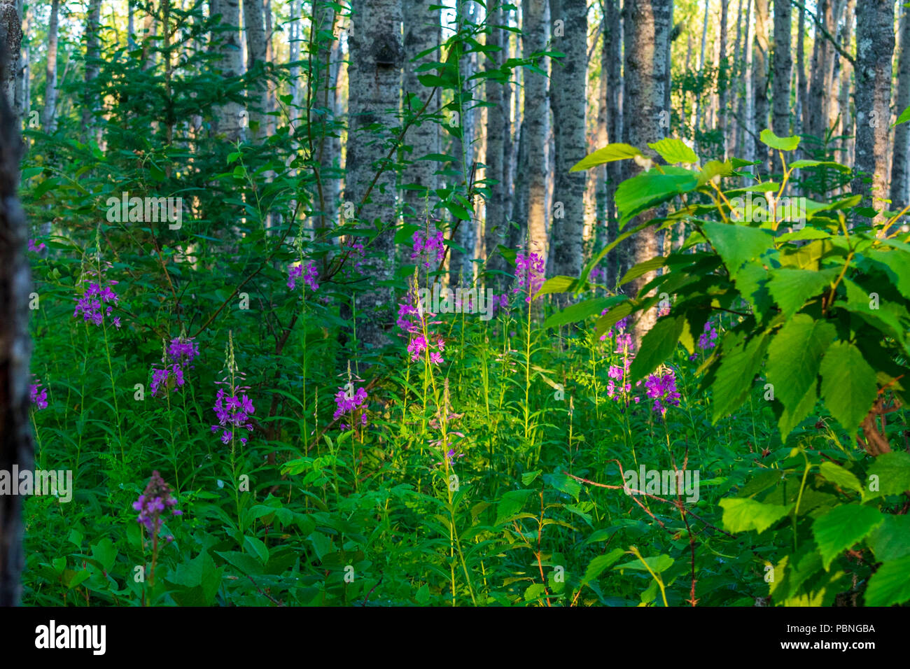 North American Fireweed Stock Photo - Alamy