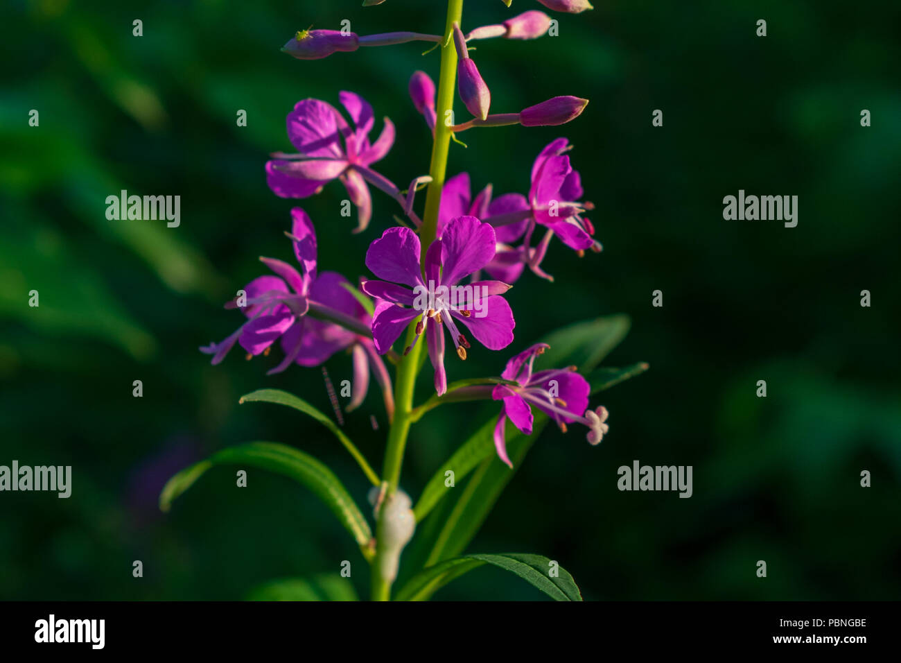 North American Fireweed Stock Photo - Alamy