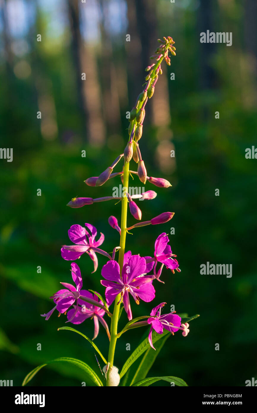 North American Fireweed Stock Photo - Alamy