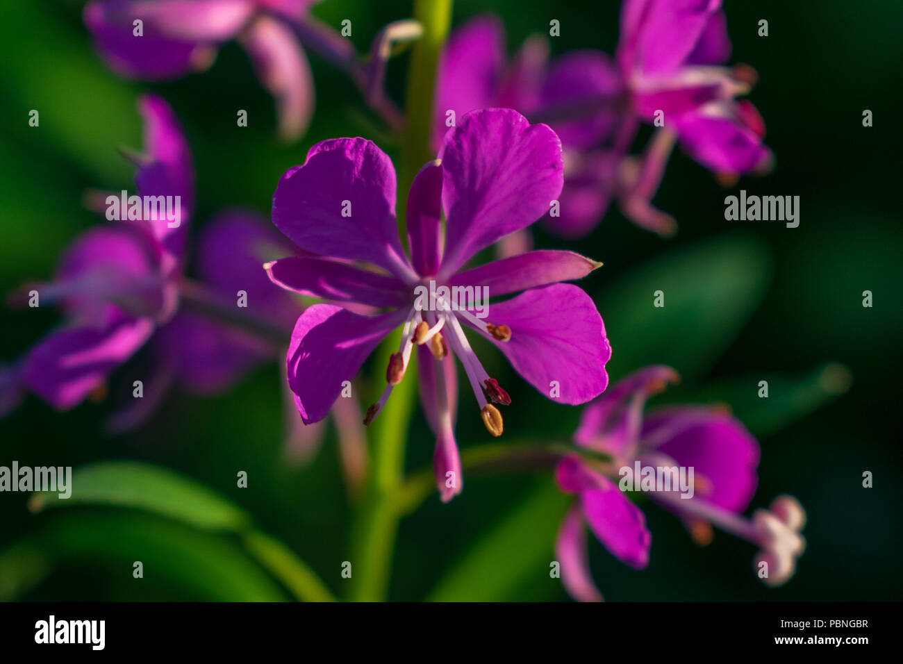 North American Fireweed Stock Photo - Alamy
