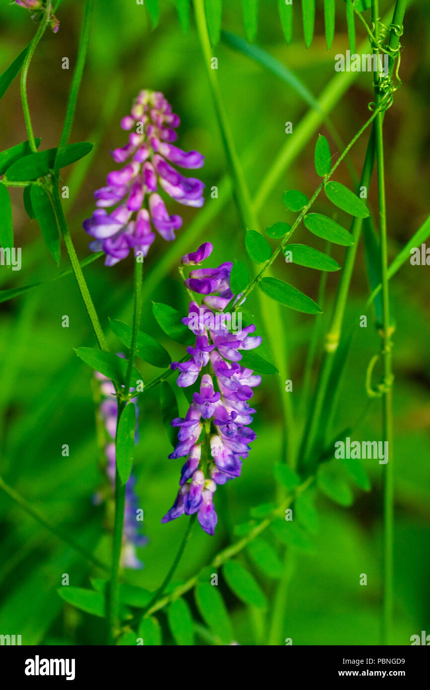 North American Fireweed Stock Photo - Alamy