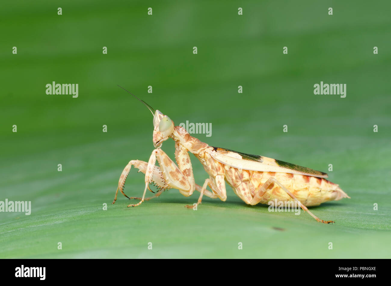 Banded Flower Mantis High Resolution Stock Photography and Images - Alamy