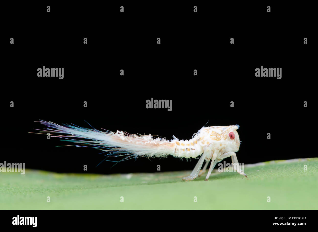 White green planthopper hi-res stock photography and images - Alamy