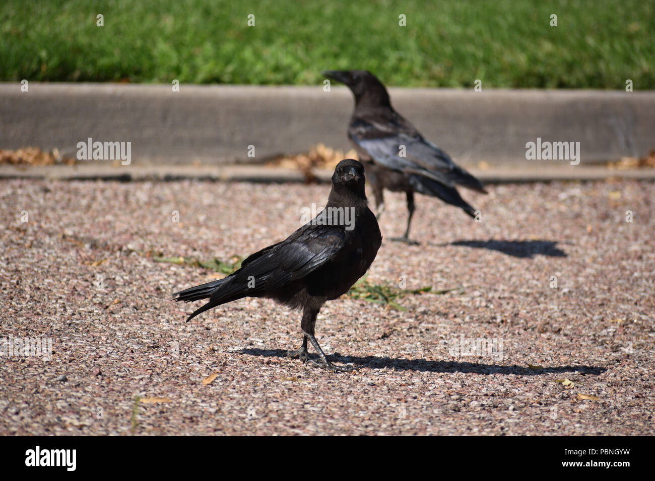 Iridescent black birds hi-res stock photography and images - Alamy