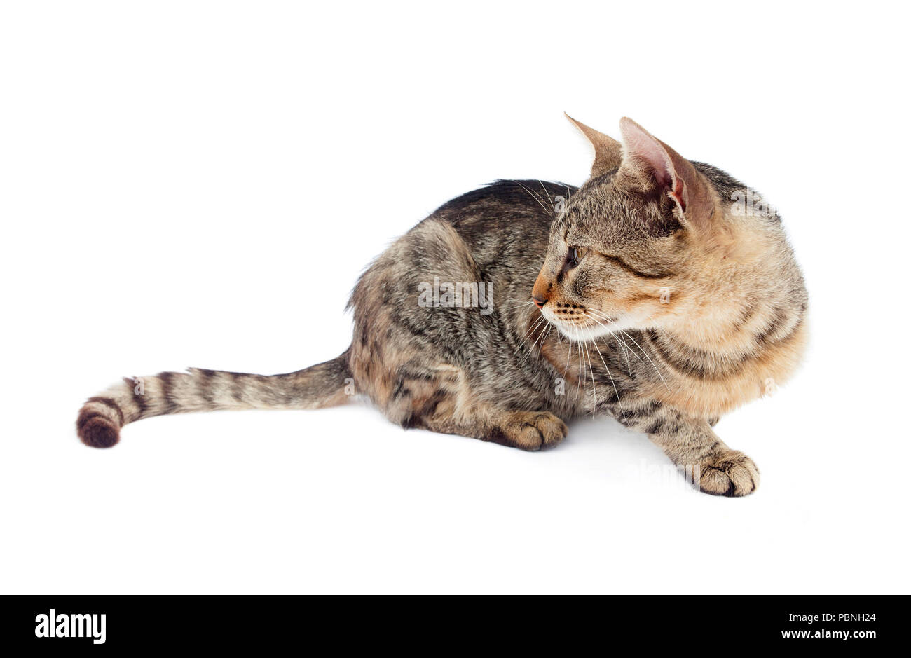 cat looking left on white background Stock Photo - Alamy