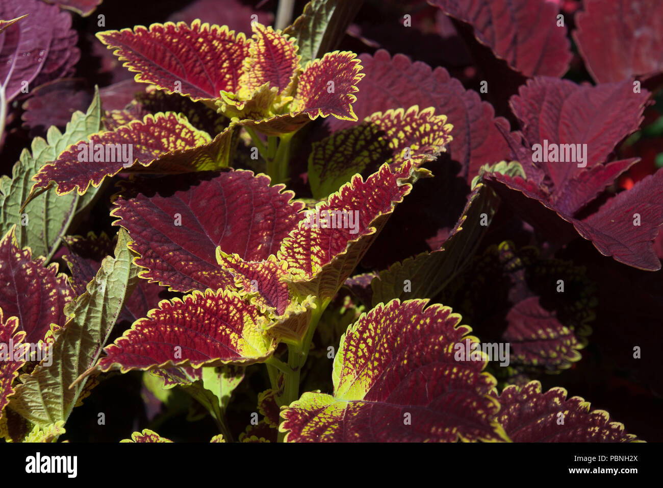 Sydney Australia, Variegated Coleus ornamental bush with two tone ...