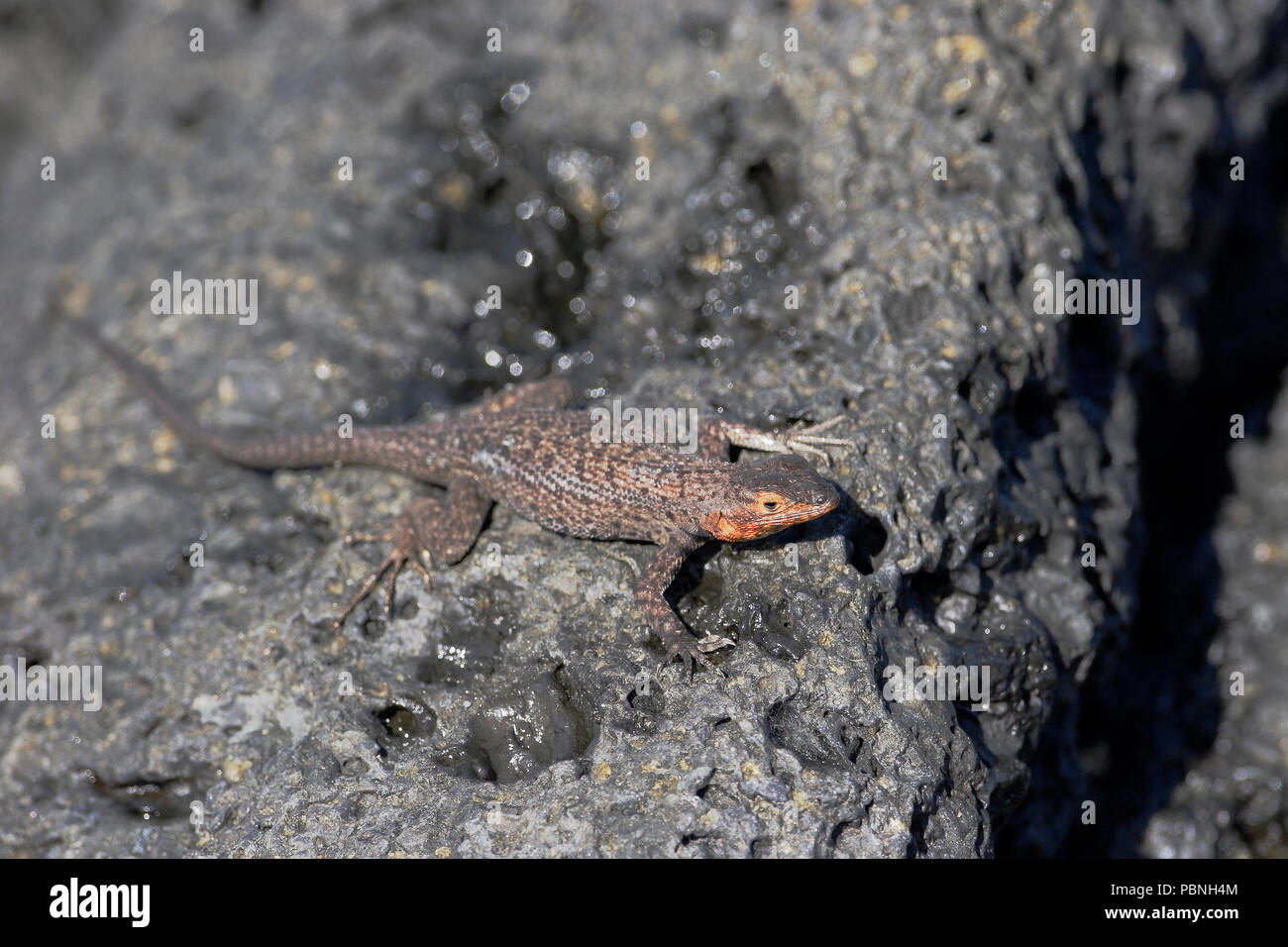 Lava Lizard (Microlophus albemariensis) on rock, Urbina Bay, Isabela ...