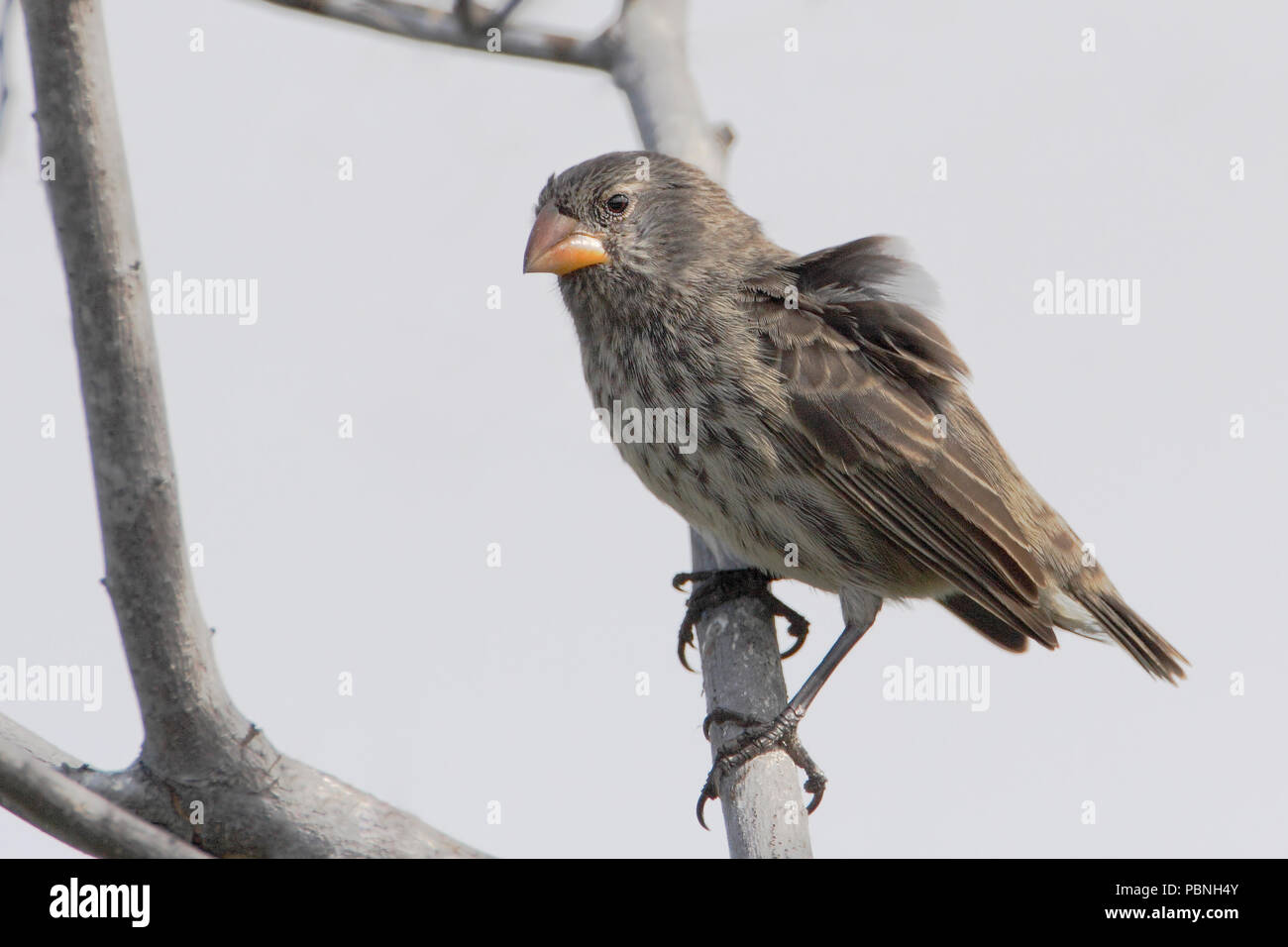 Small ground finch (Geospiza fuliginosa) female on branch, Urvina Bay ...