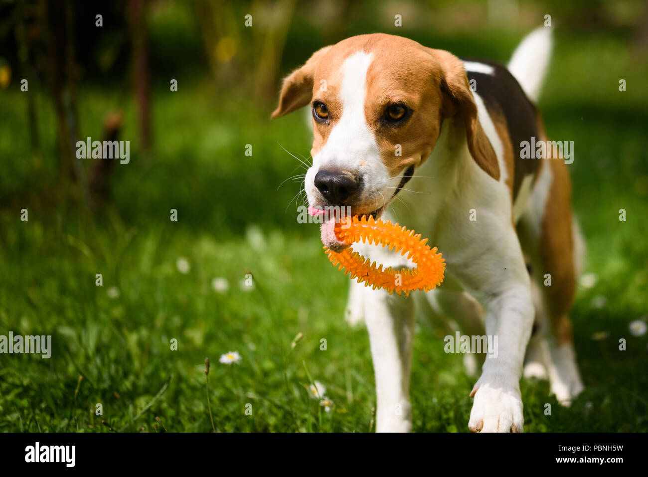Beagle playing and running in green park garden outdoors in summer with ...