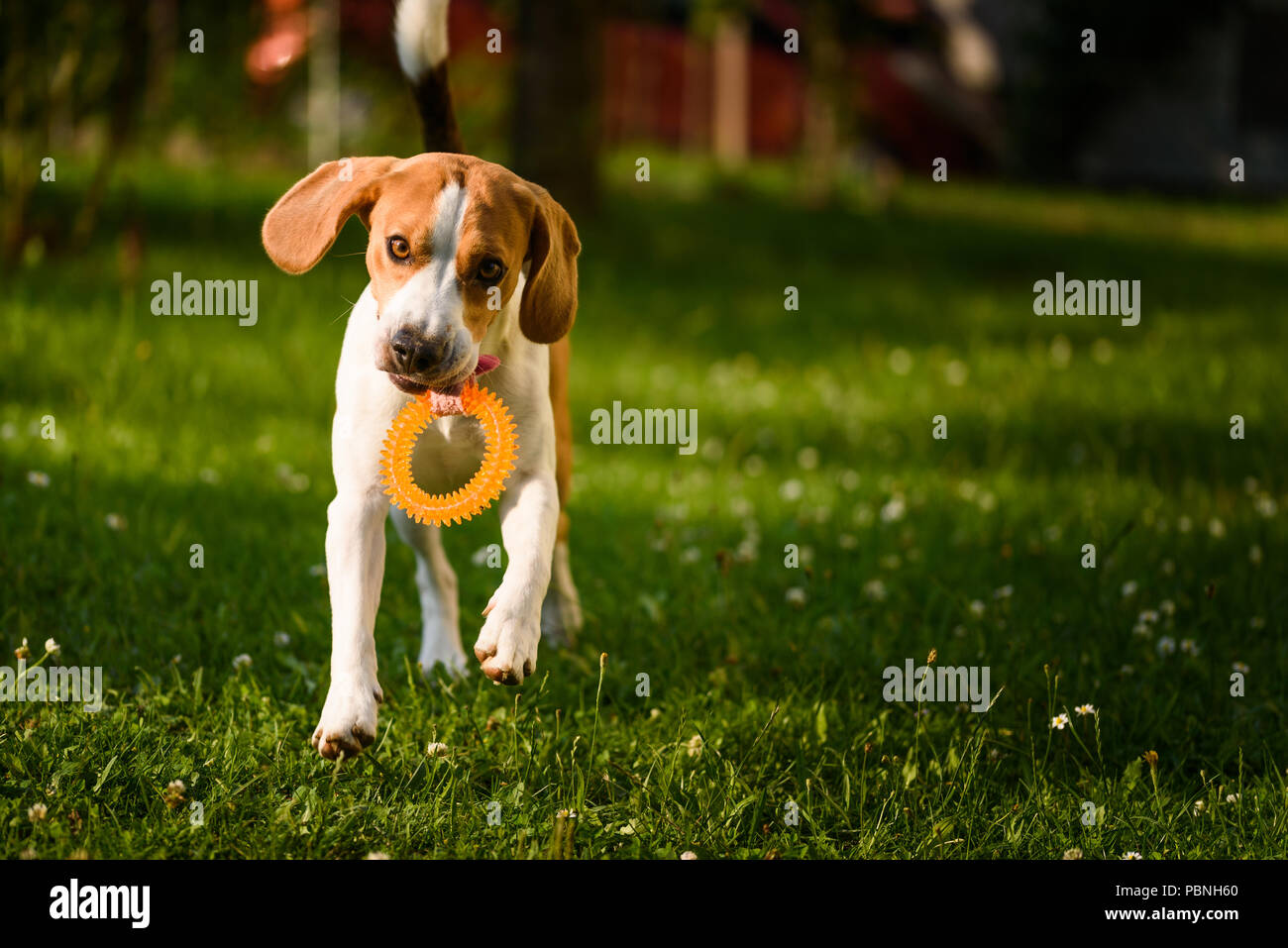 Beagle playing and running in green park garden outdoors in summer with ...