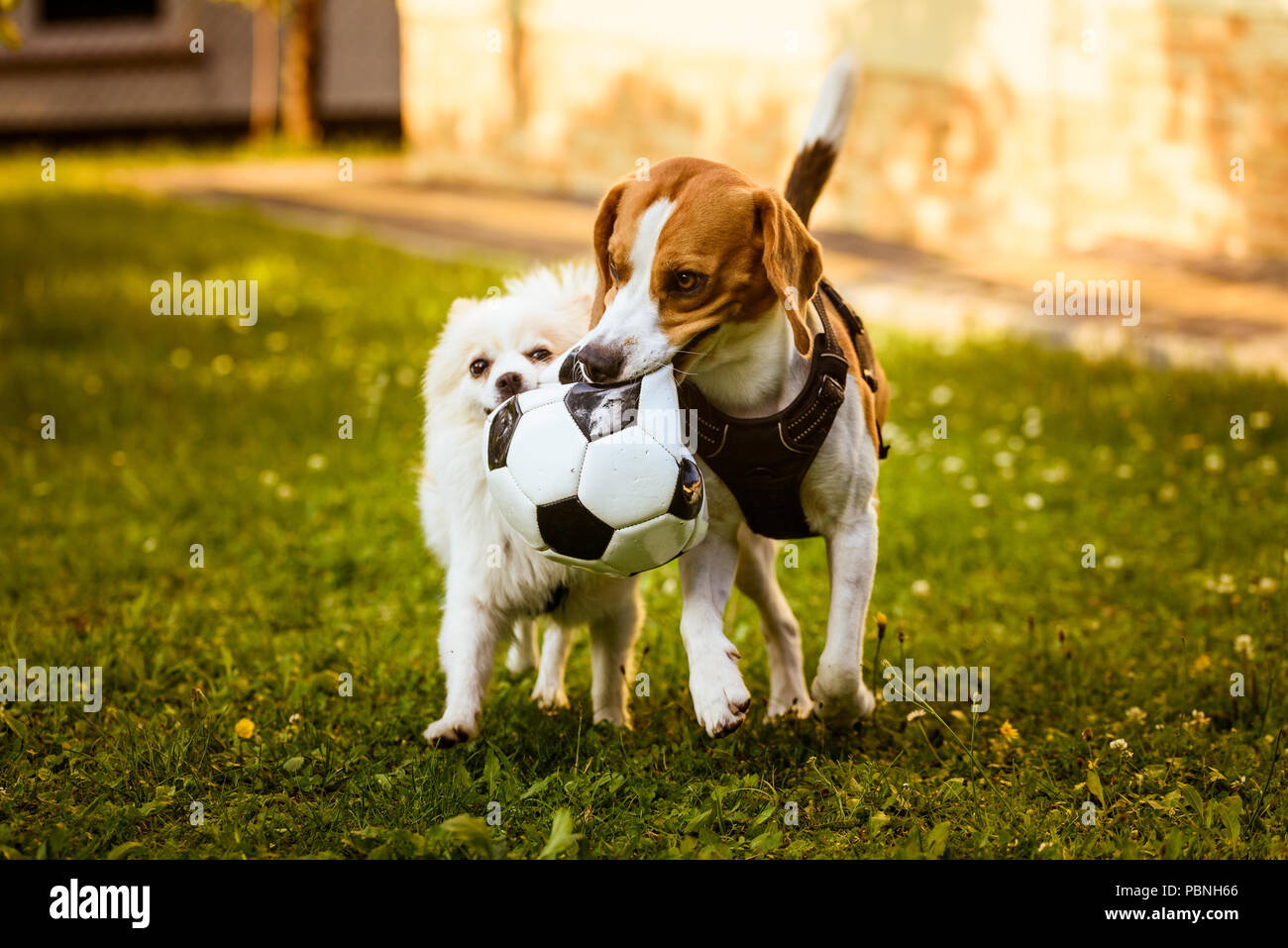 Beagle and german spitz klein playing together with football ball and ...