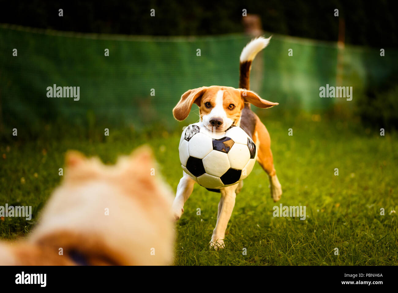 Beagle and german spitz klein playing together with football ball and ...