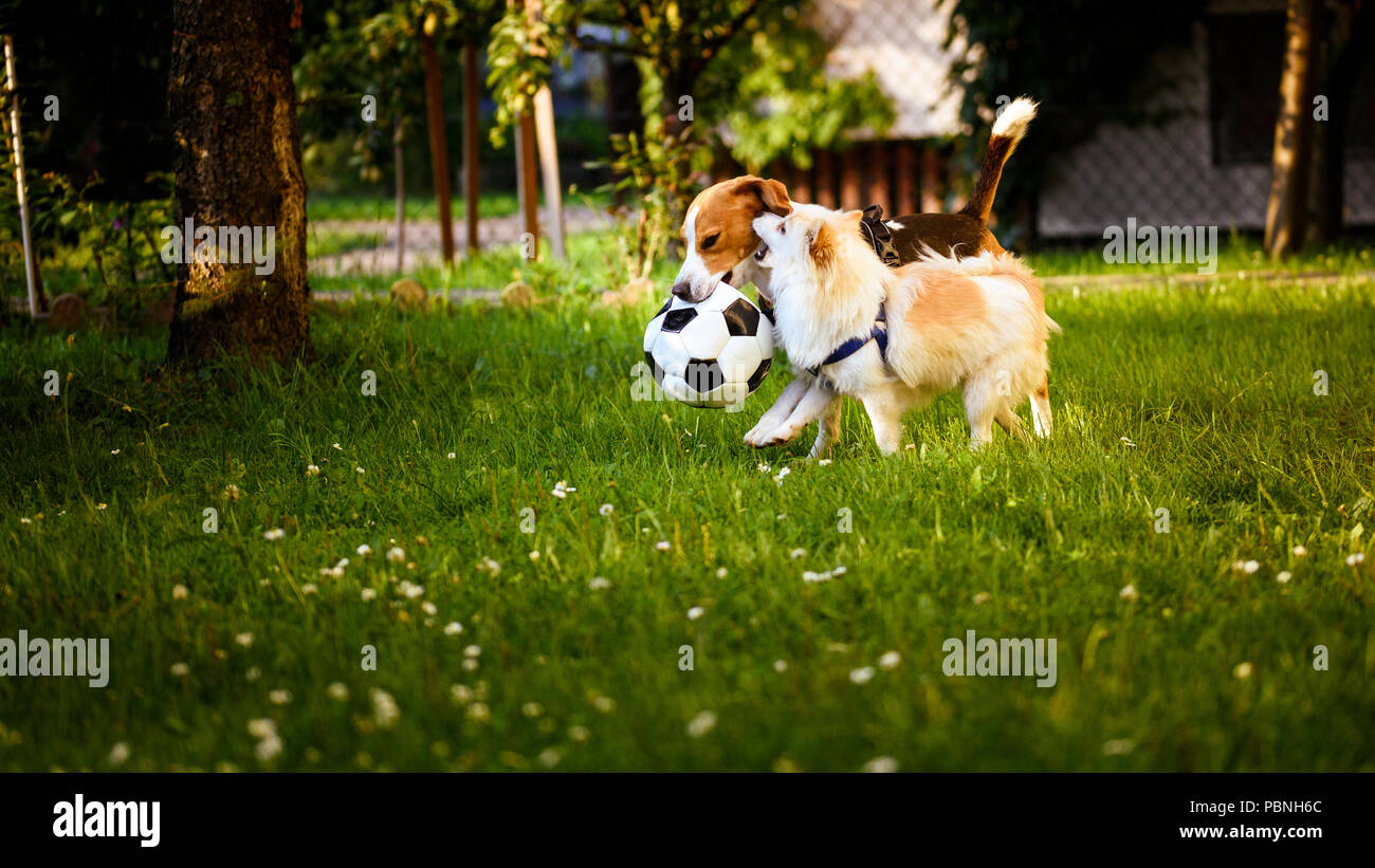 Beagle and german spitz klein playing together with football ball and ...