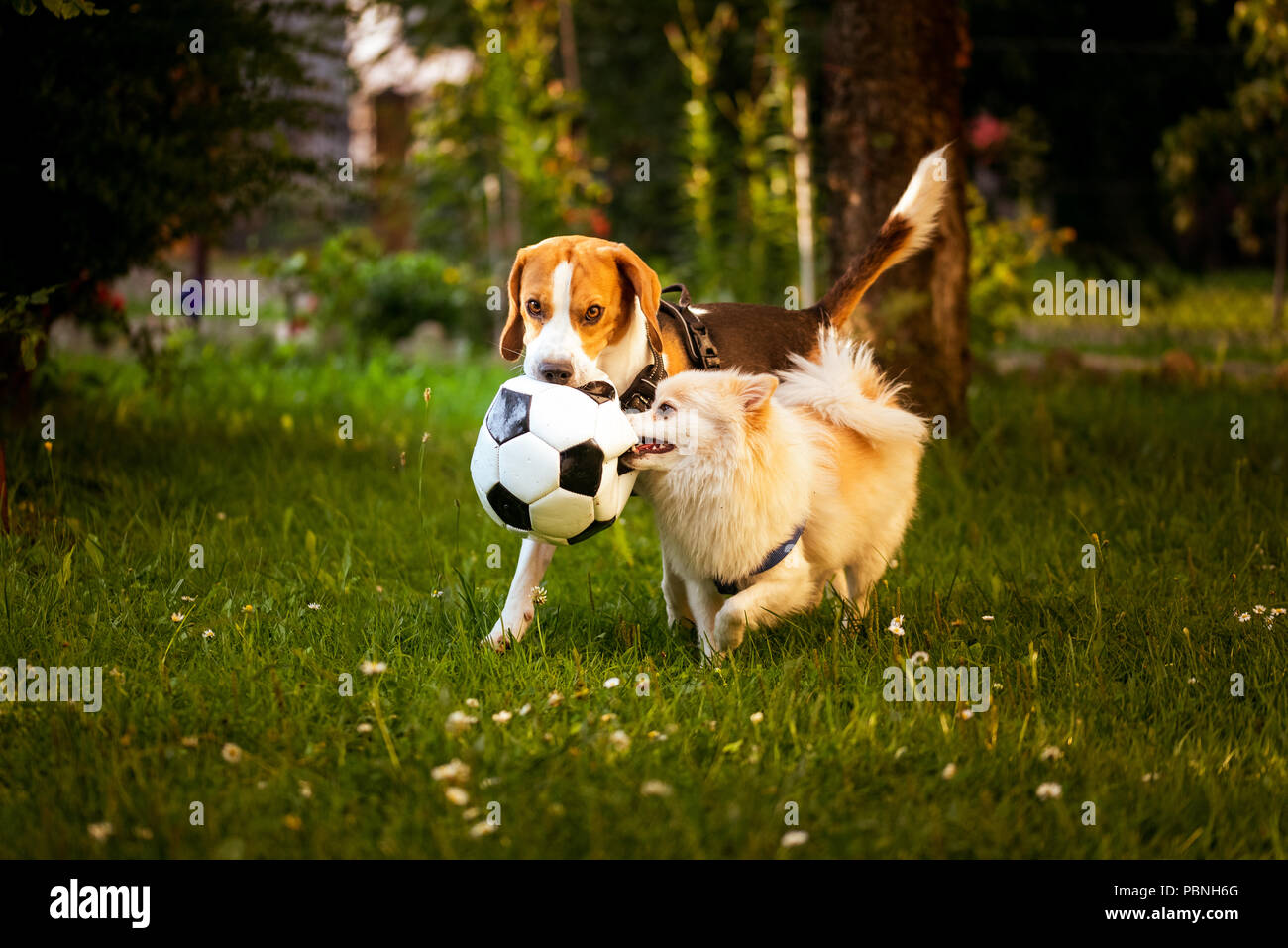 Beagle and german spitz klein playing together with football ball and ...