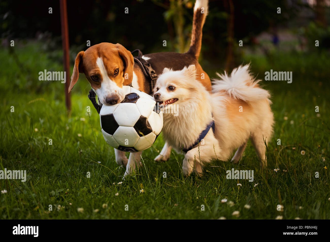 Beagle and german spitz klein playing together with football ball and ...