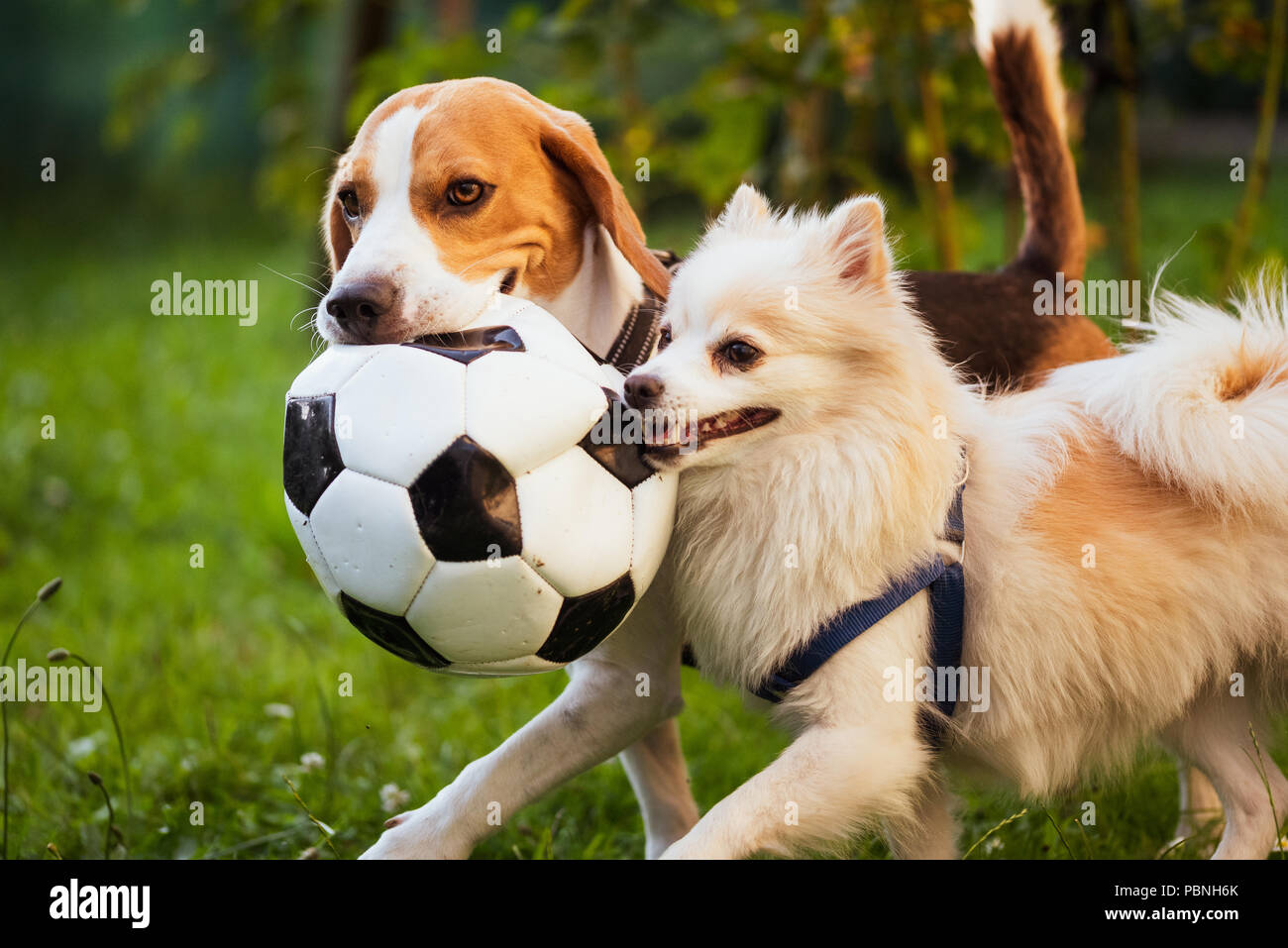 Beagle and german spitz klein playing together with football ball and ...