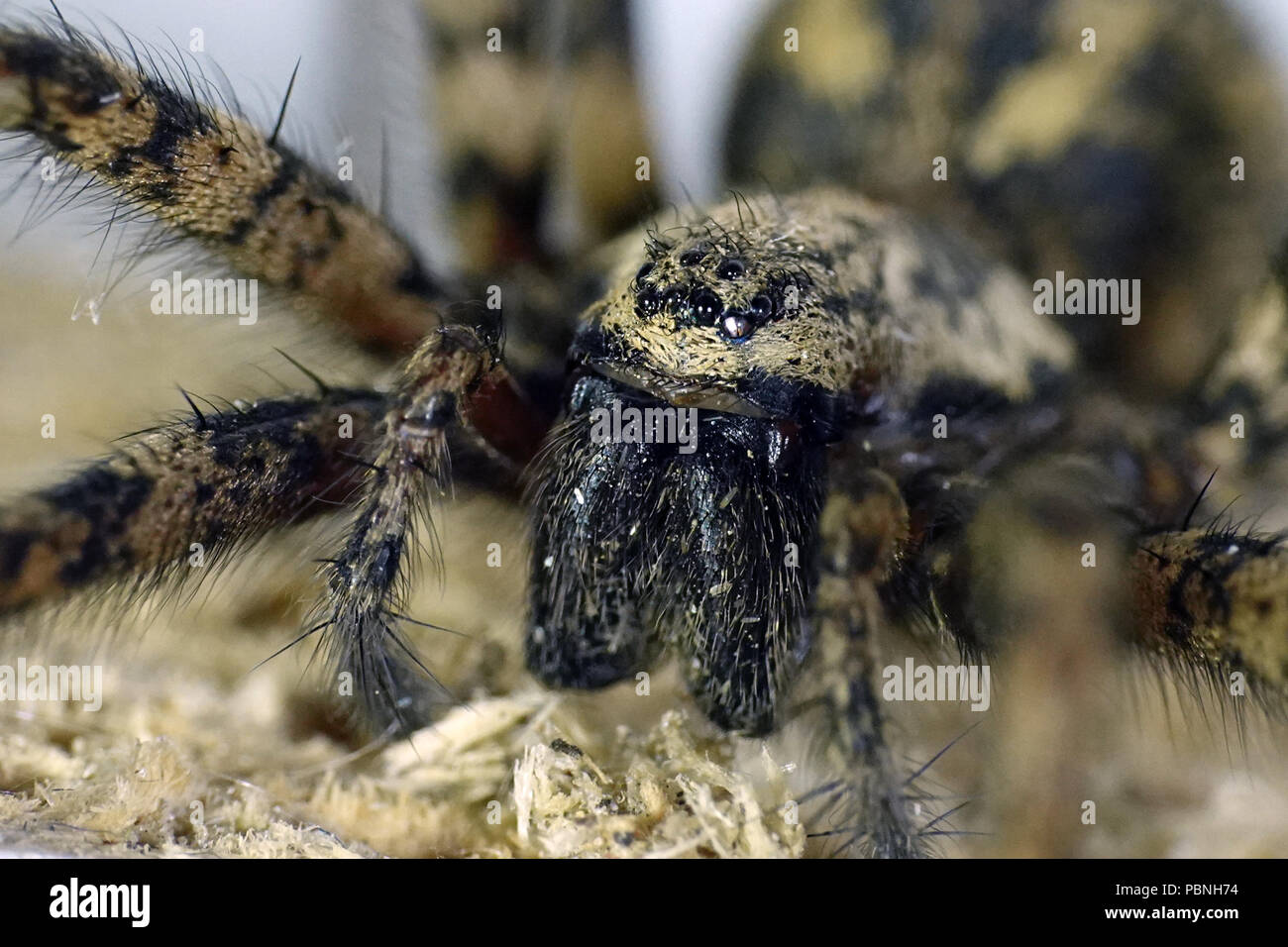Closeup image of the Giant house spider seen from the front Stock Photo ...