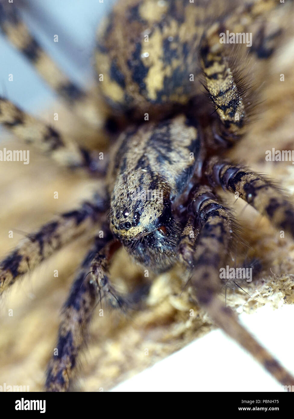 Closeup image of the Giant house spider seen from the front Stock Photo ...