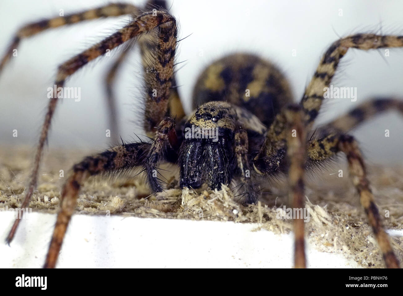 Closeup image of the Giant house spider seen from the front Stock Photo ...