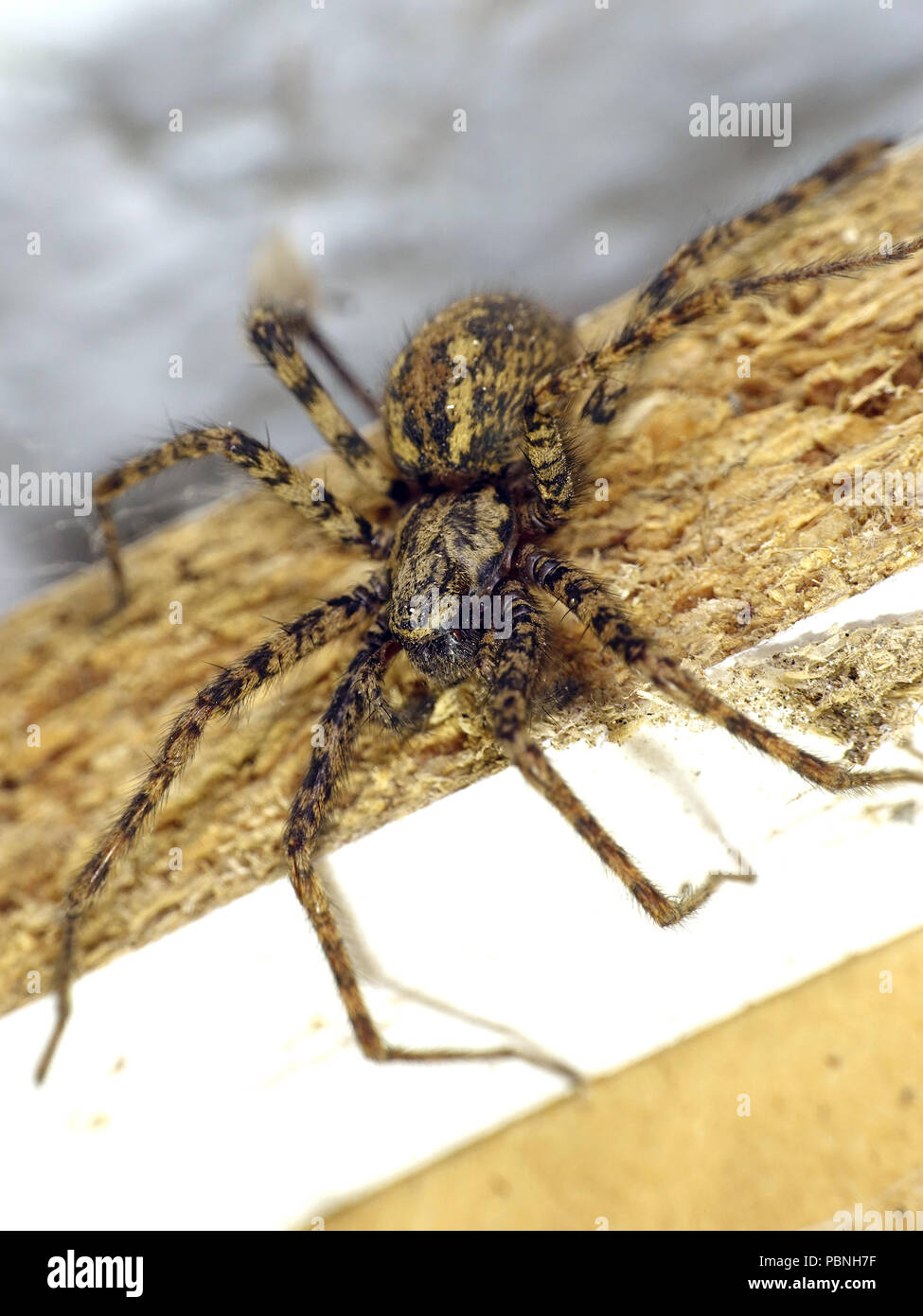 Closeup image of the Giant house spider seen from above Stock Photo - Alamy