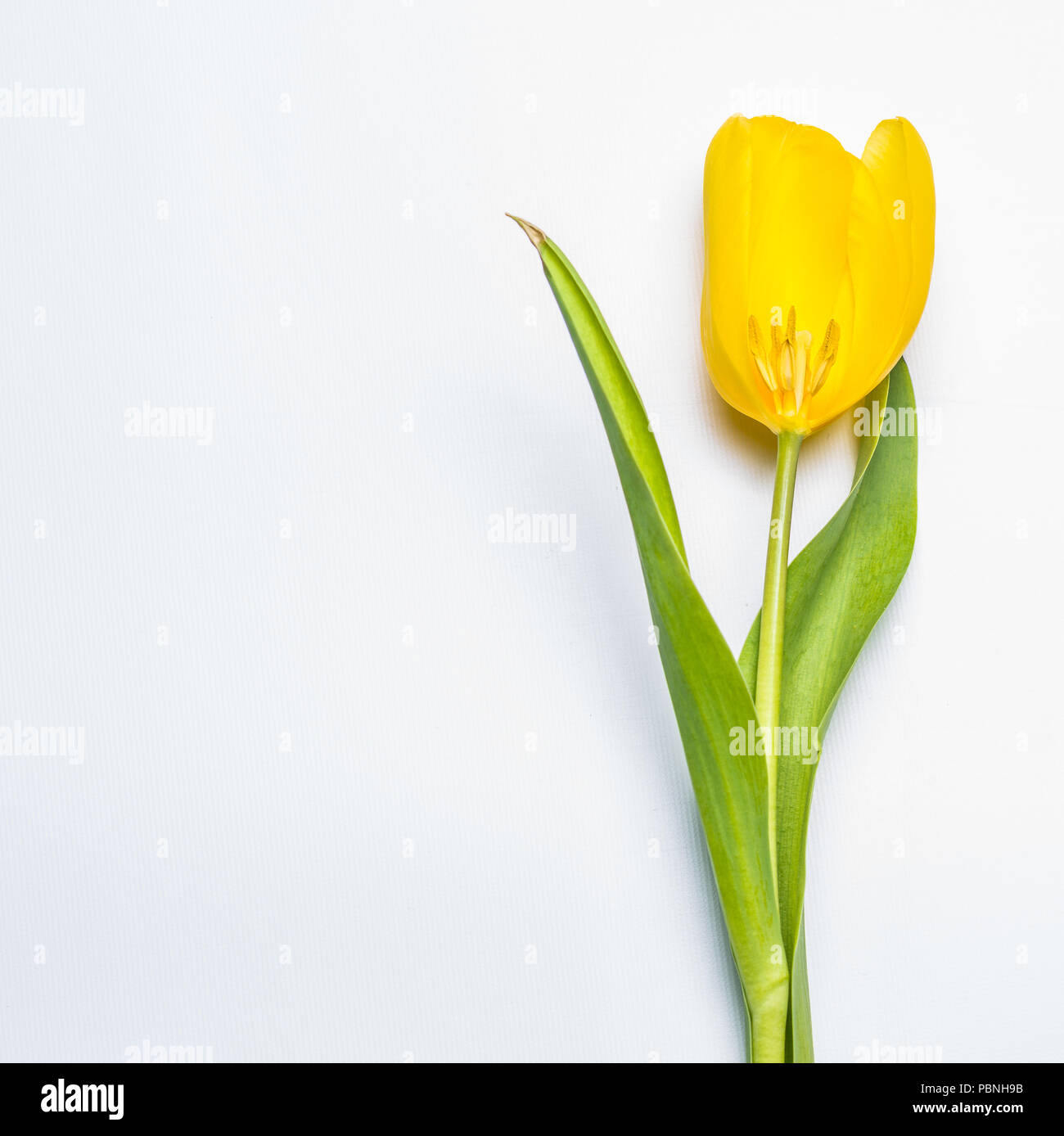 Tulip growing indoors hi-res stock photography and images - Alamy