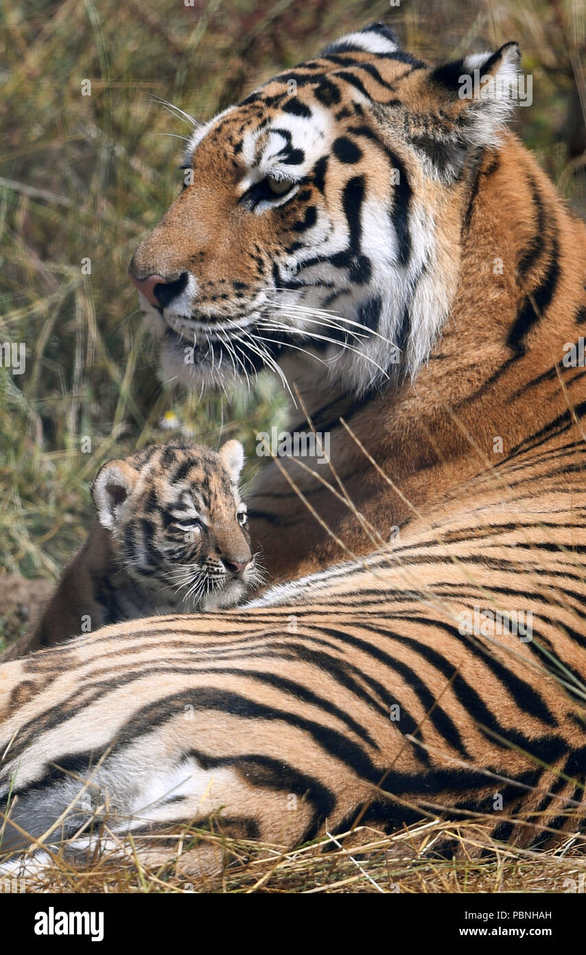 Endangered amur tiger naya hi-res stock photography and images - Alamy