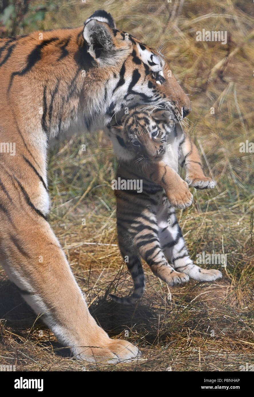 Endangered Amur tiger Naya carries one of her month-old cubs at ZSL ...