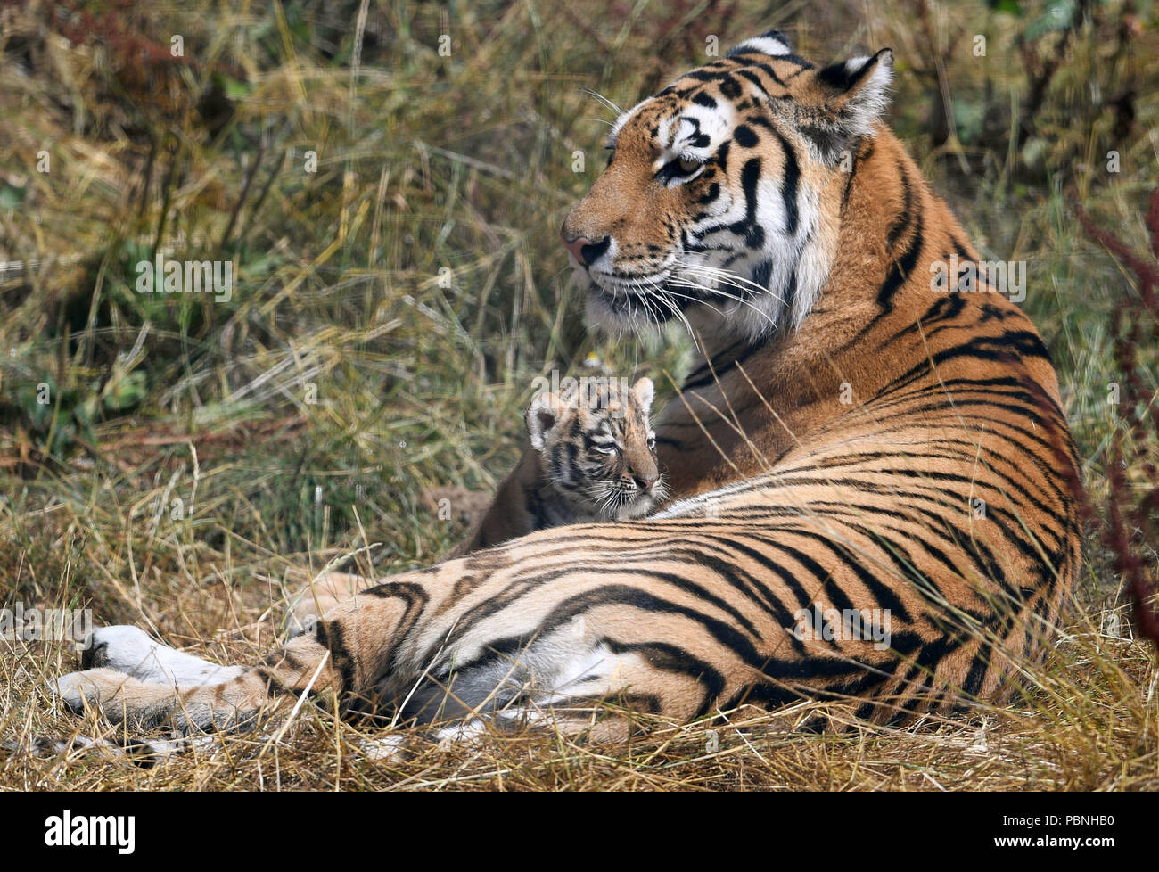 Endangered Amur tiger Naya with one of her month-old cubs at ZSL ...