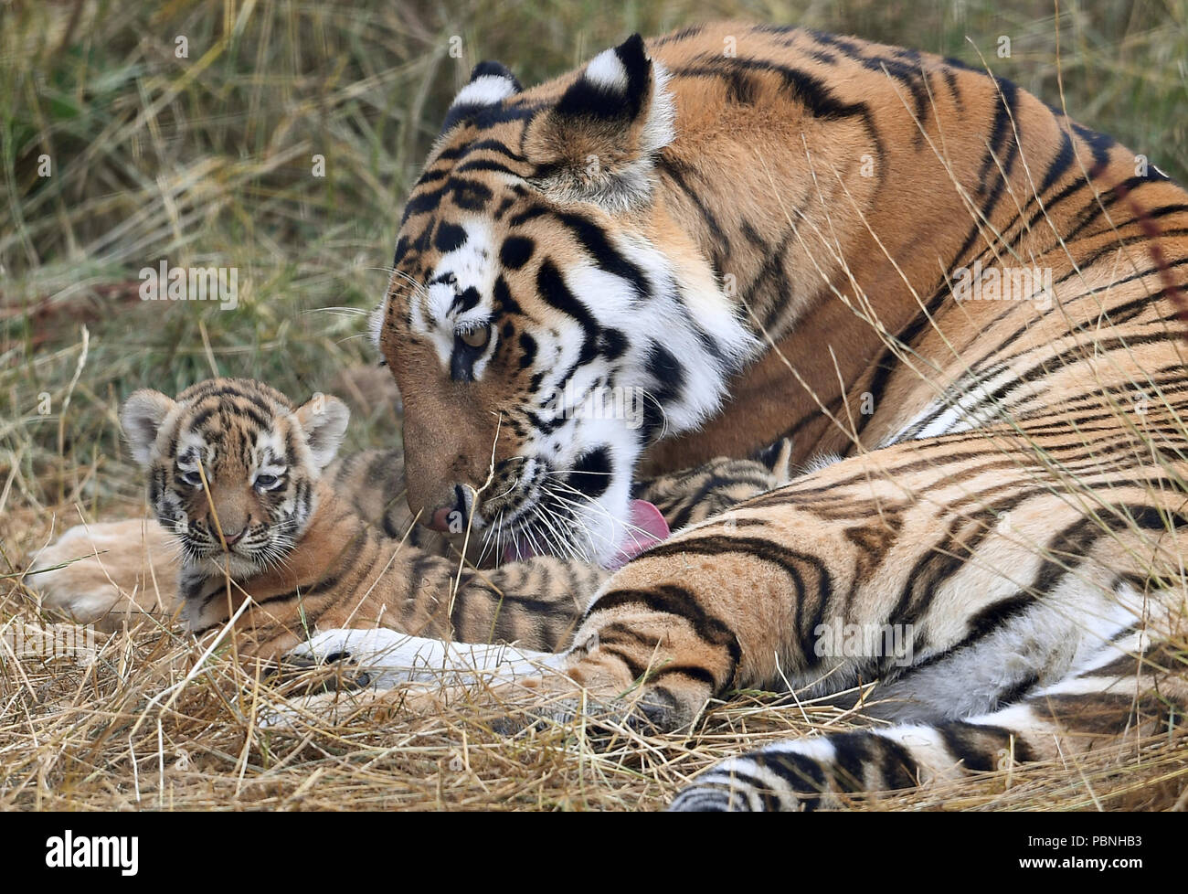 Endangered amur tiger naya hi-res stock photography and images - Alamy