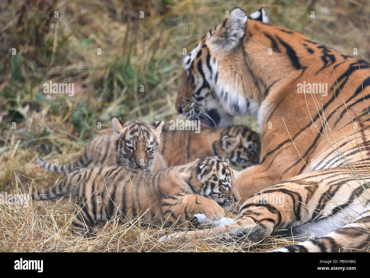 Endangered Amur tiger Naya with three of her month-old cubs at ZSL ...