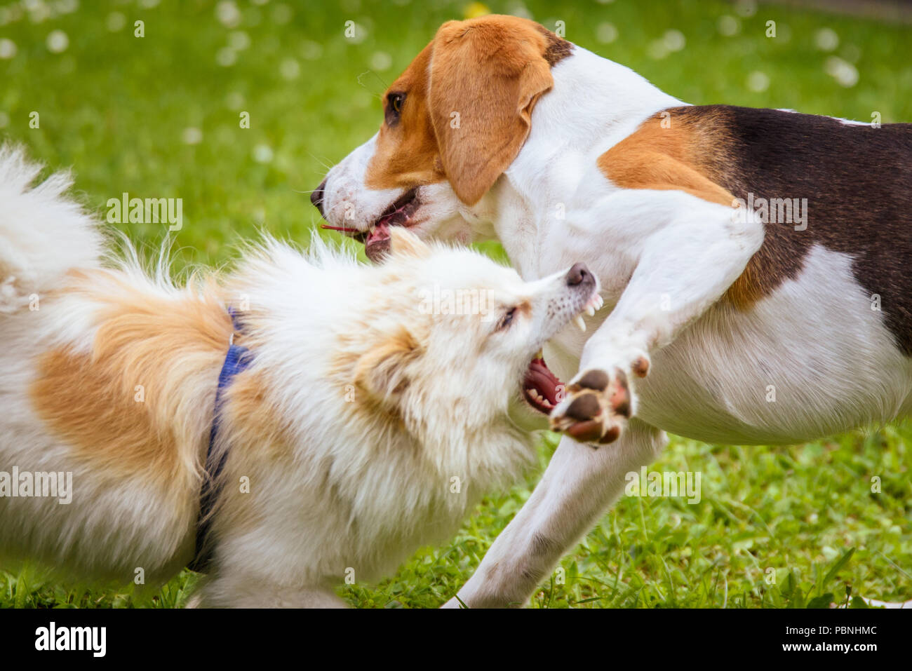 Beagle dog and spitz klein small running and playing together in garden ...